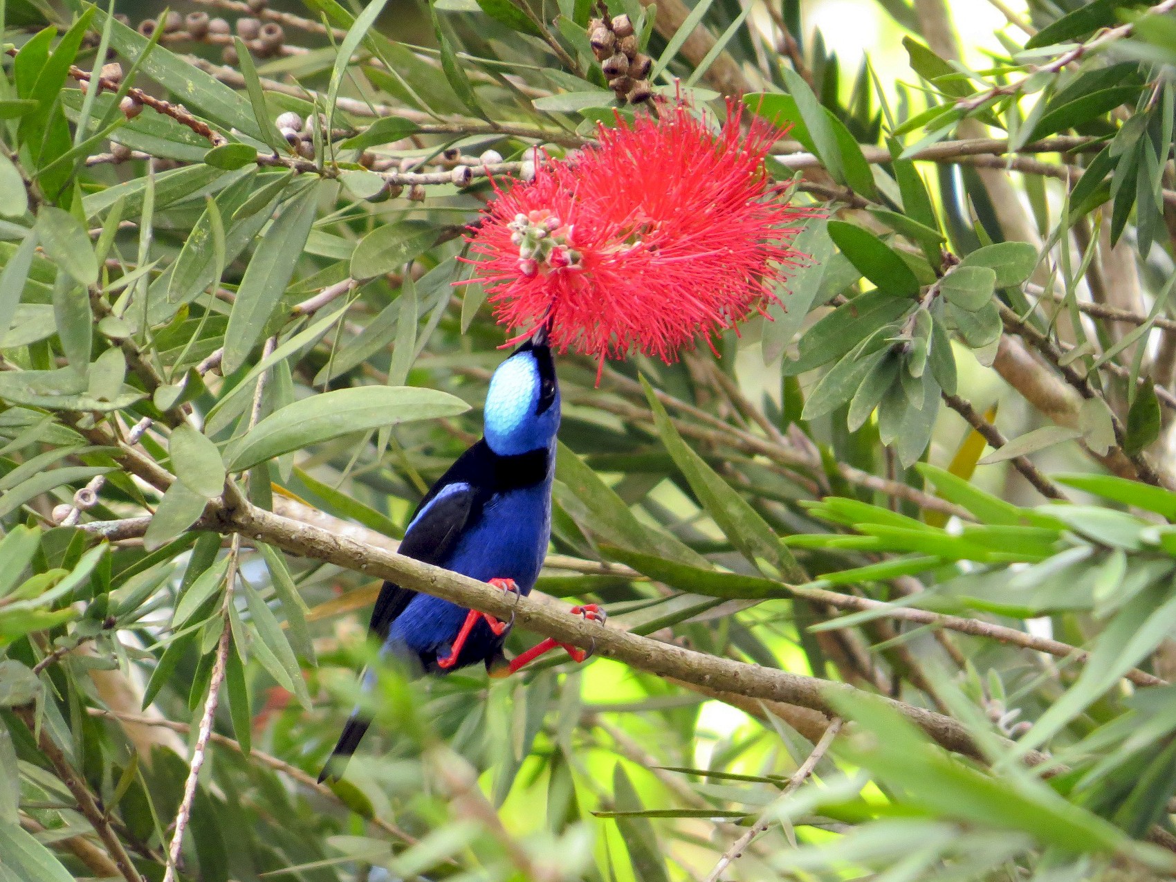 Red-legged Honeycreeper - eBird