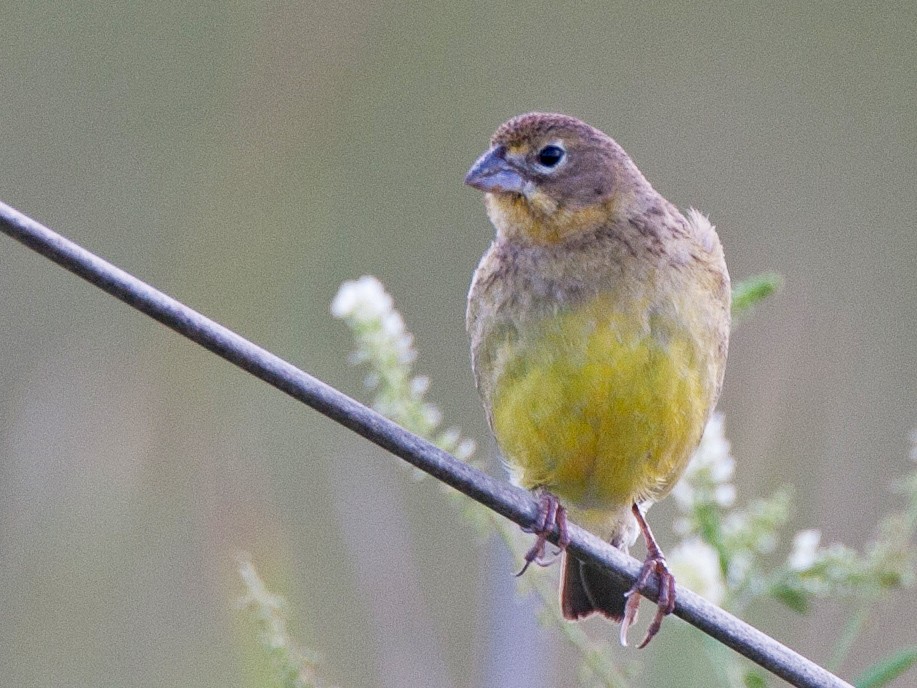 Grassland Yellow-Finch - eBird