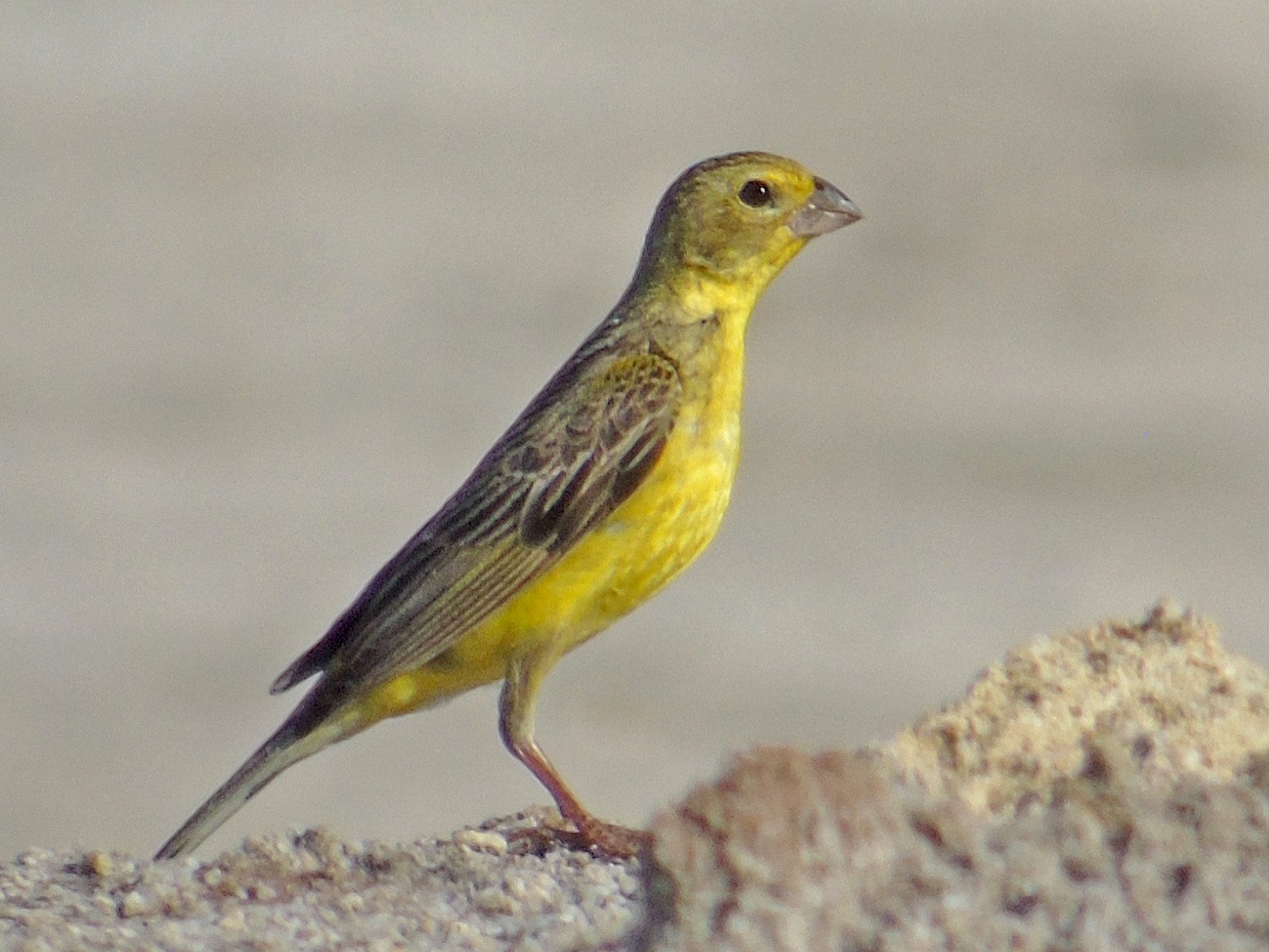 Grassland Yellow-Finch - eBird