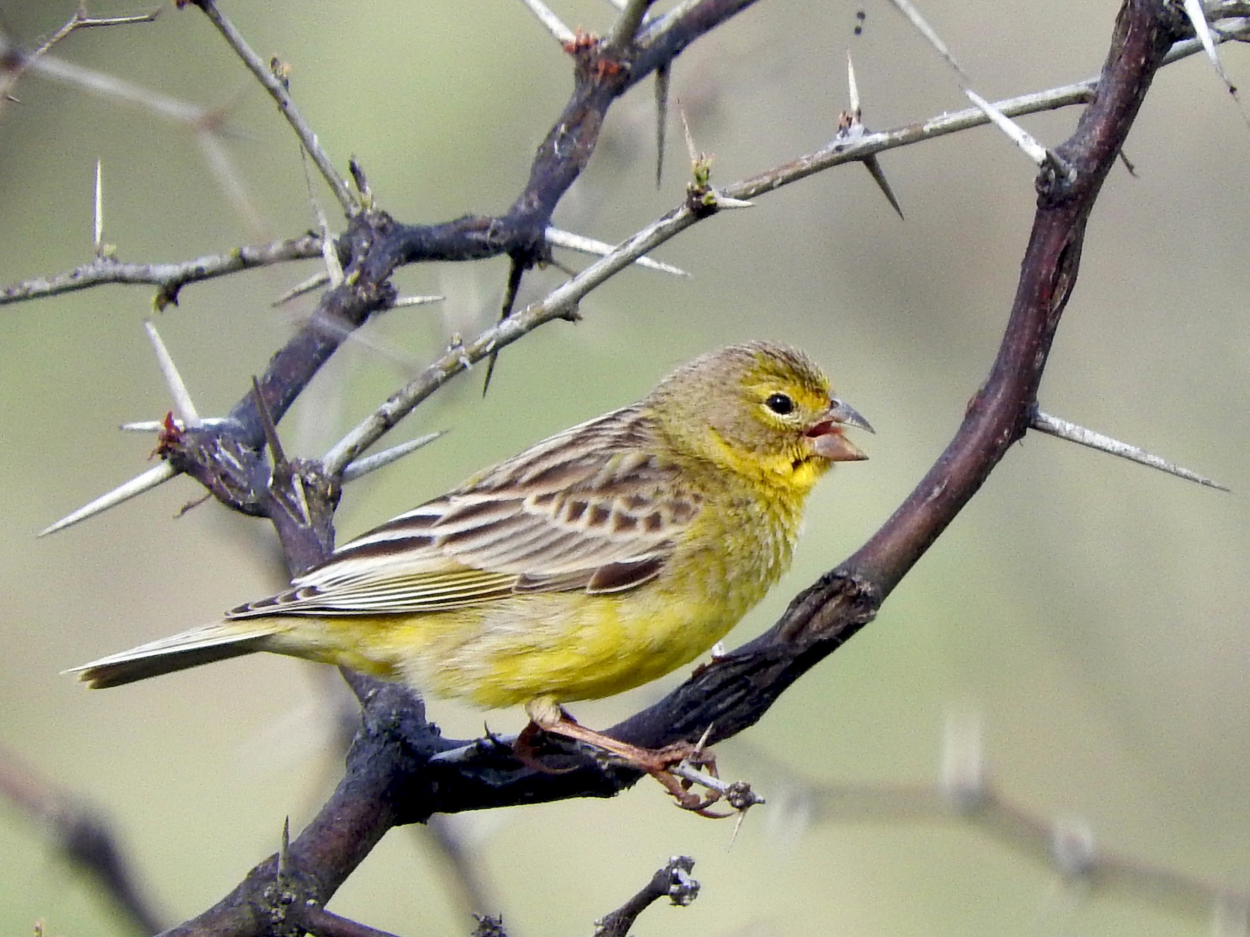 Grassland Yellow-Finch - eBird