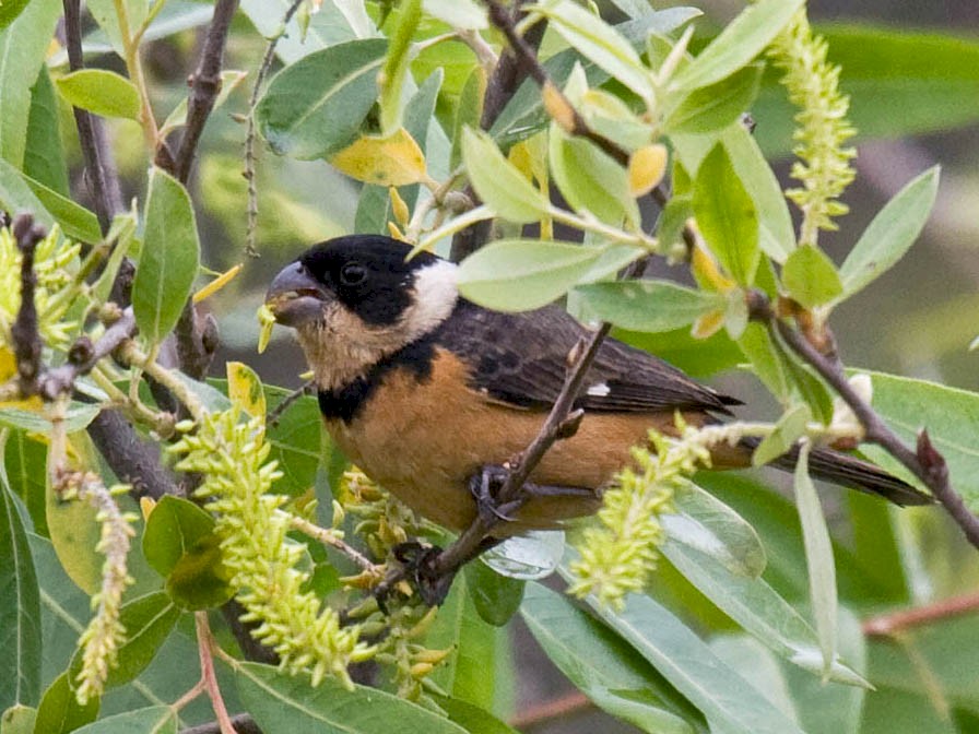 Cinnamon-rumped Seedeater - eBird