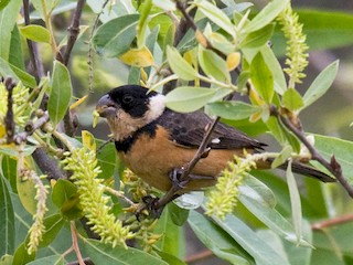 Cinnamon-rumped Seedeater - eBird