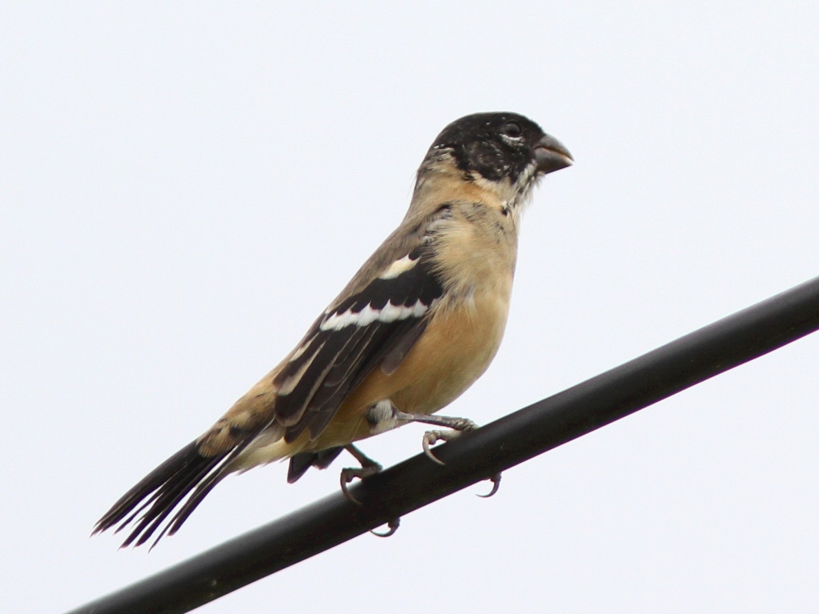 Morelet's Seedeater - eBird