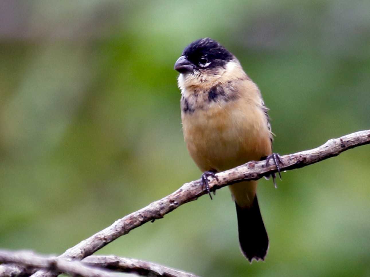 Morelet's Seedeater - eBird