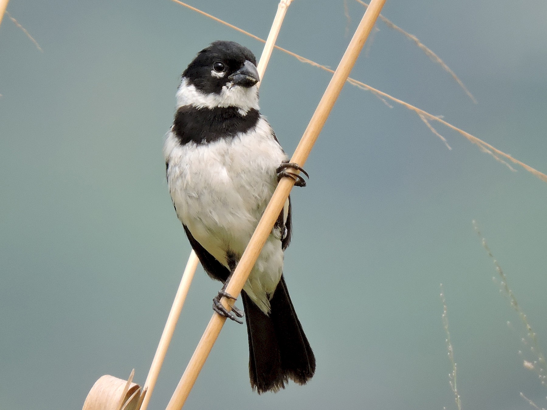 Morelet's Seedeater - eBird