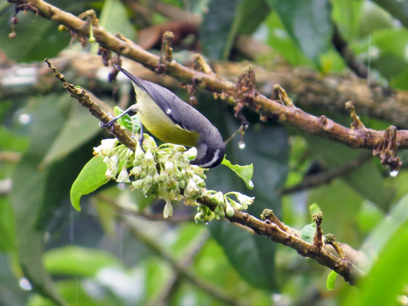 bananaquit-ebird