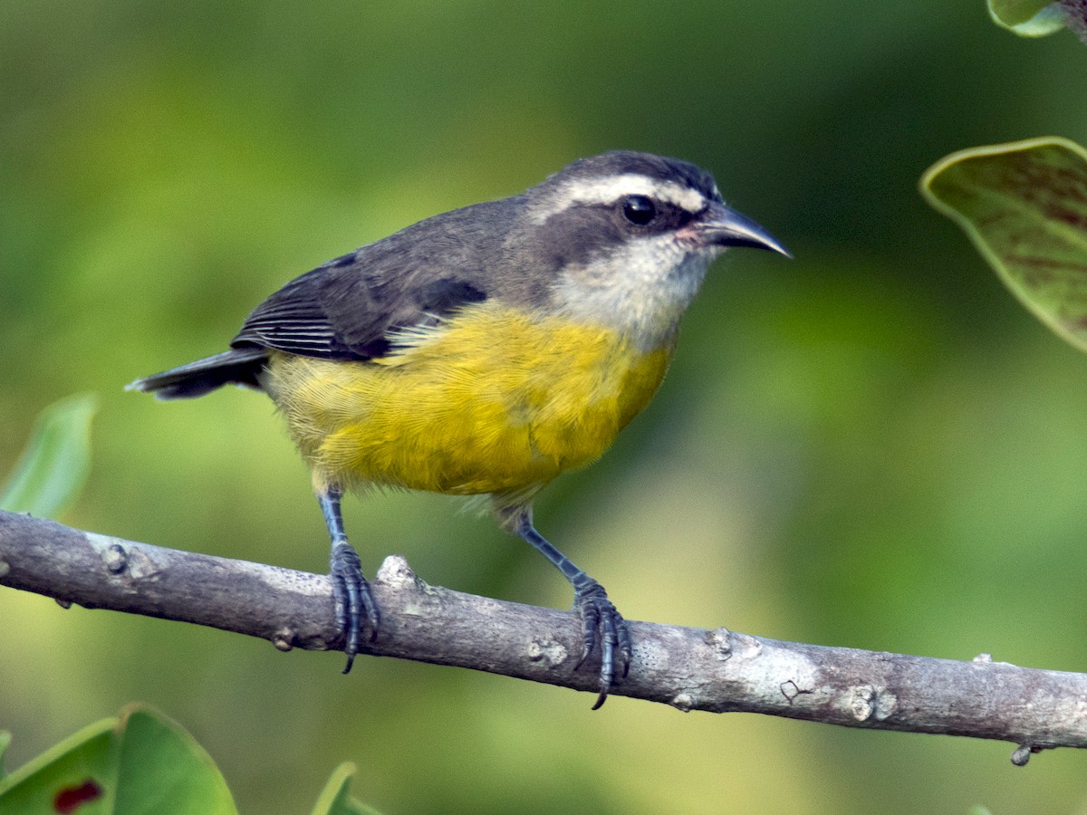 Bananaquit - Coereba flaveola - Birds of the World