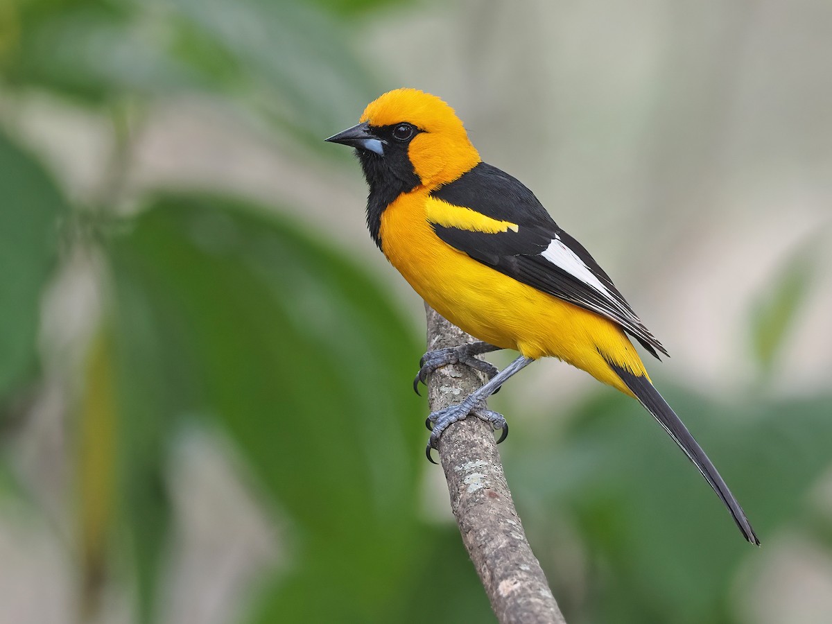 White-edged Oriole - Icterus graceannae - Birds of the World