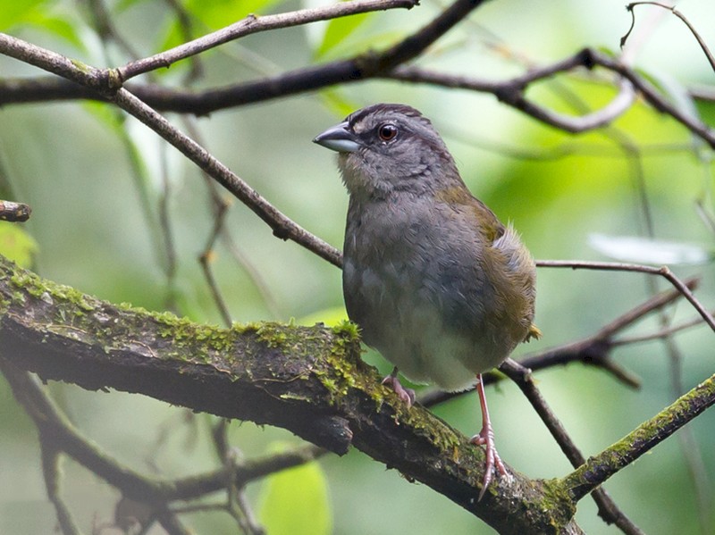 Green-backed Sparrow - eBird