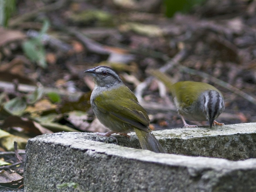 Green-backed Sparrow - eBird
