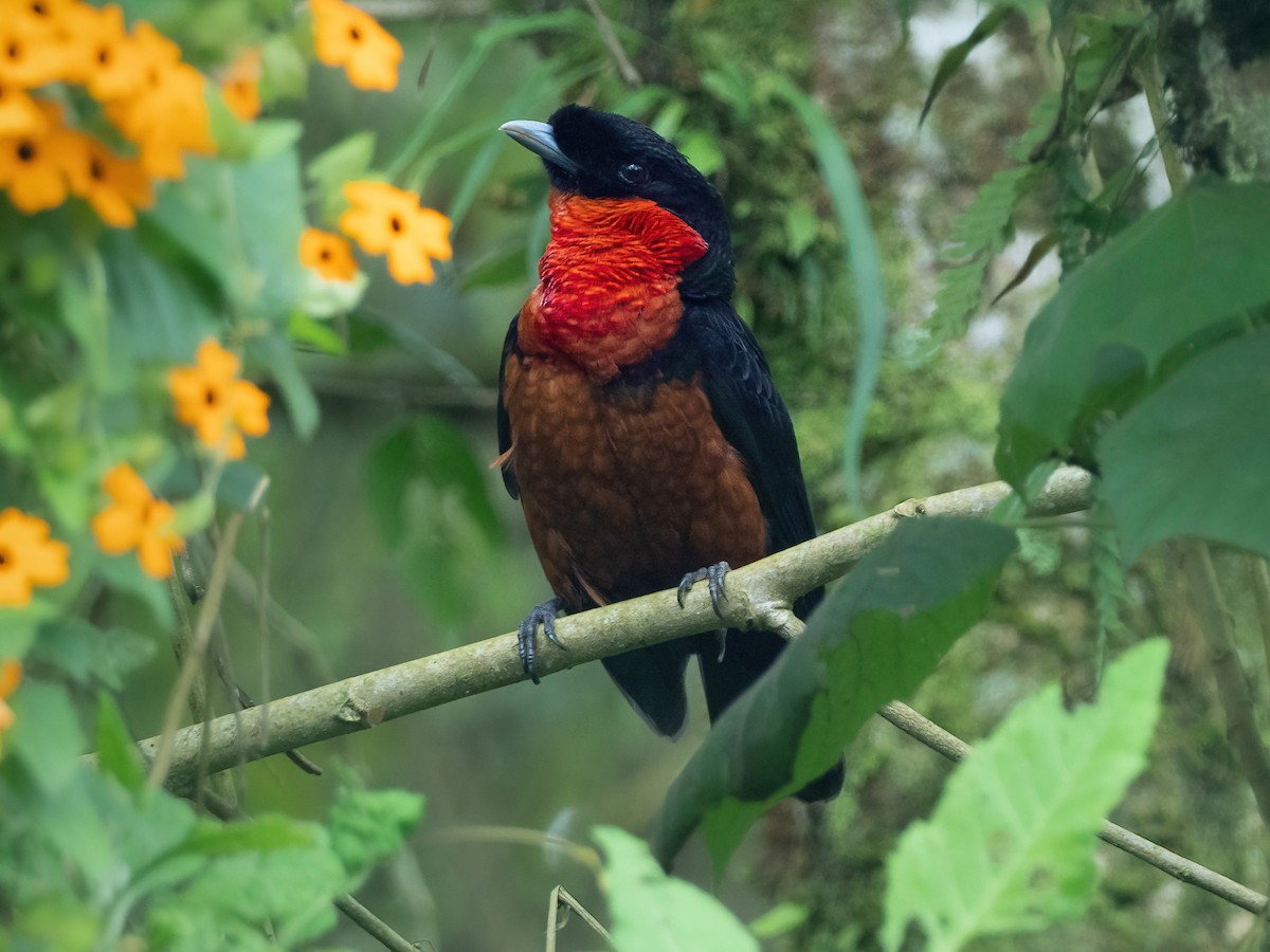 Red-ruffed Fruitcrow - Pyroderus scutatus - Birds of the World