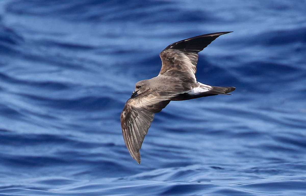 ML411844991 Leach's Storm-Petrel Macaulay Library