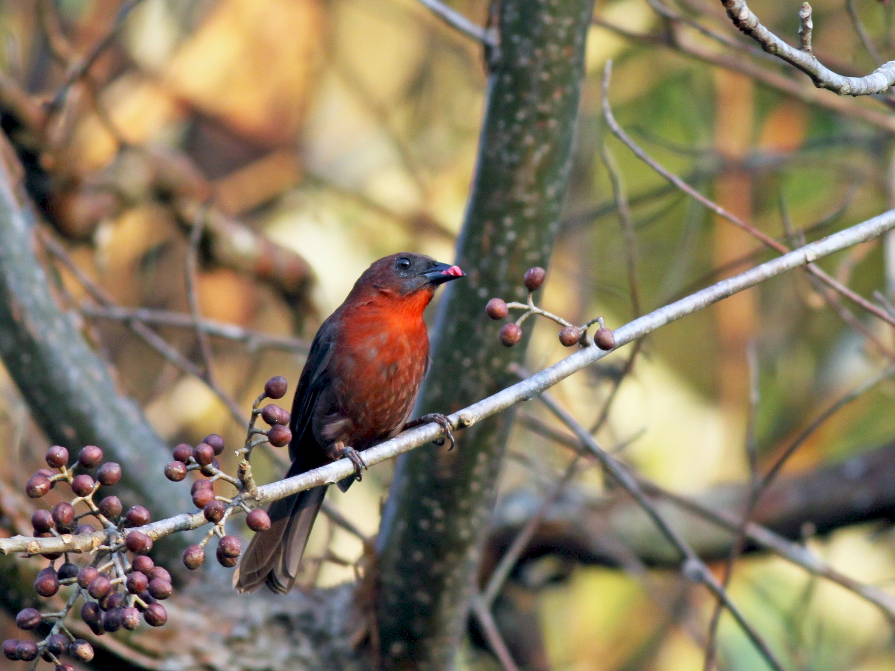 Red-throated Ant-Tanager - eBird