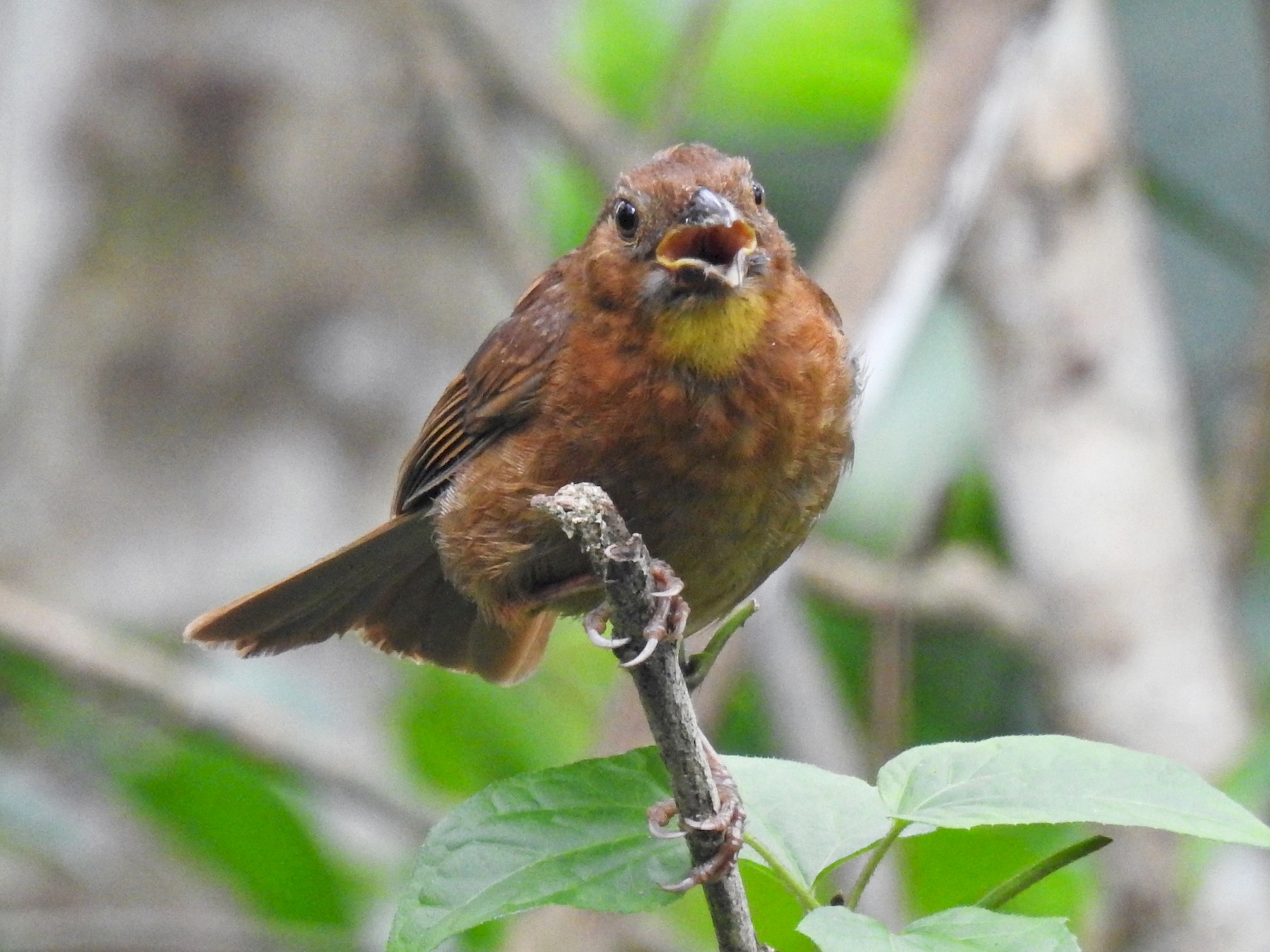 Red-throated Ant-Tanager - eBird