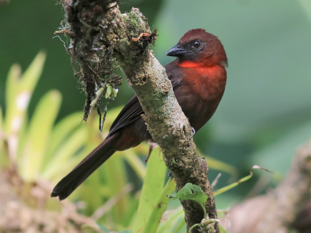 Red-throated Ant-Tanager - Driophlox fuscicauda - Birds of the World