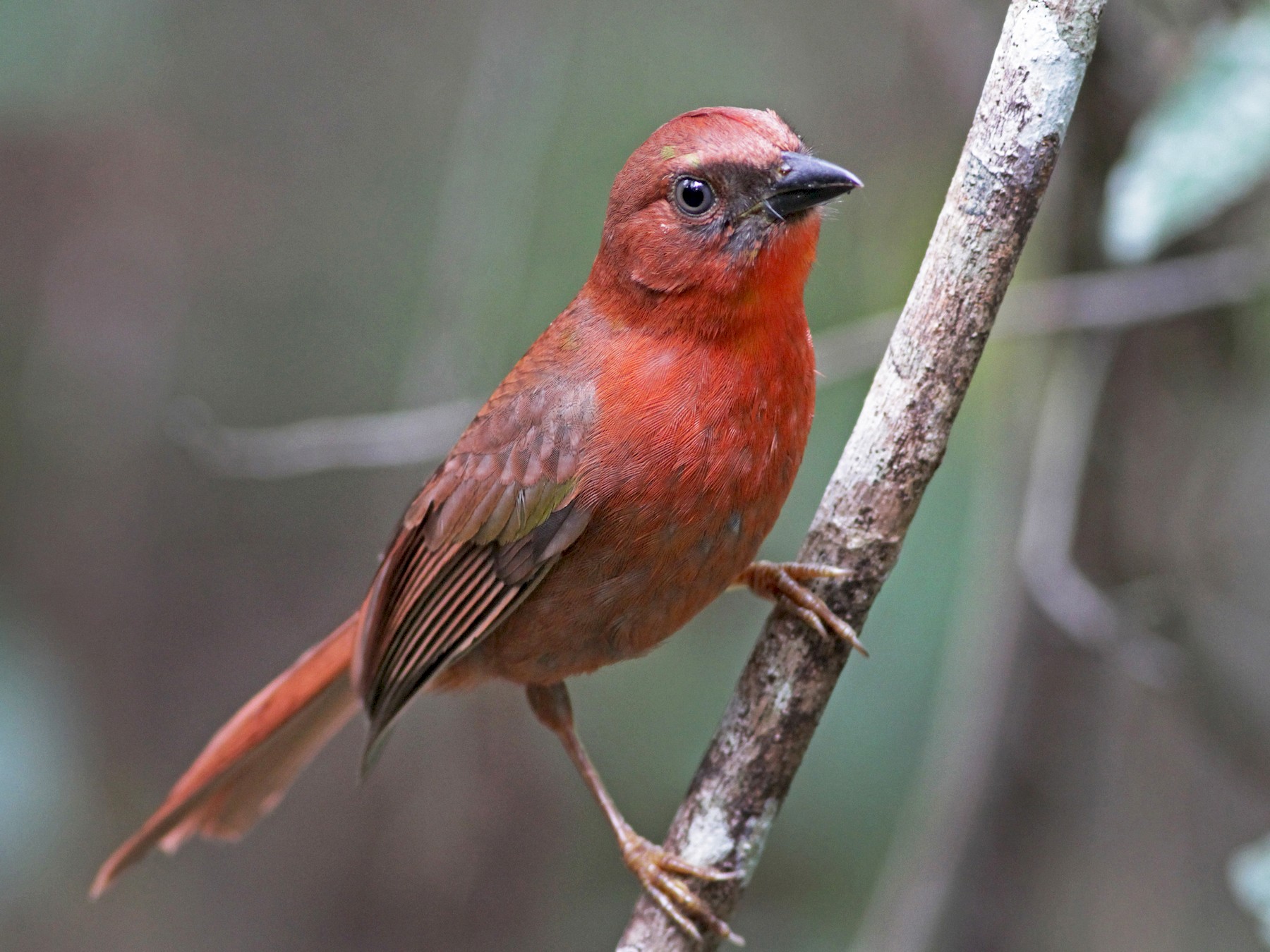 Red-throated Ant-Tanager - eBird