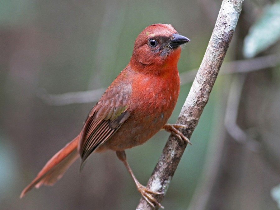 Red-throated Ant-Tanager - eBird