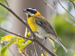 Puerto Rican Spindalis - Spindalis portoricensis - Birds of the World