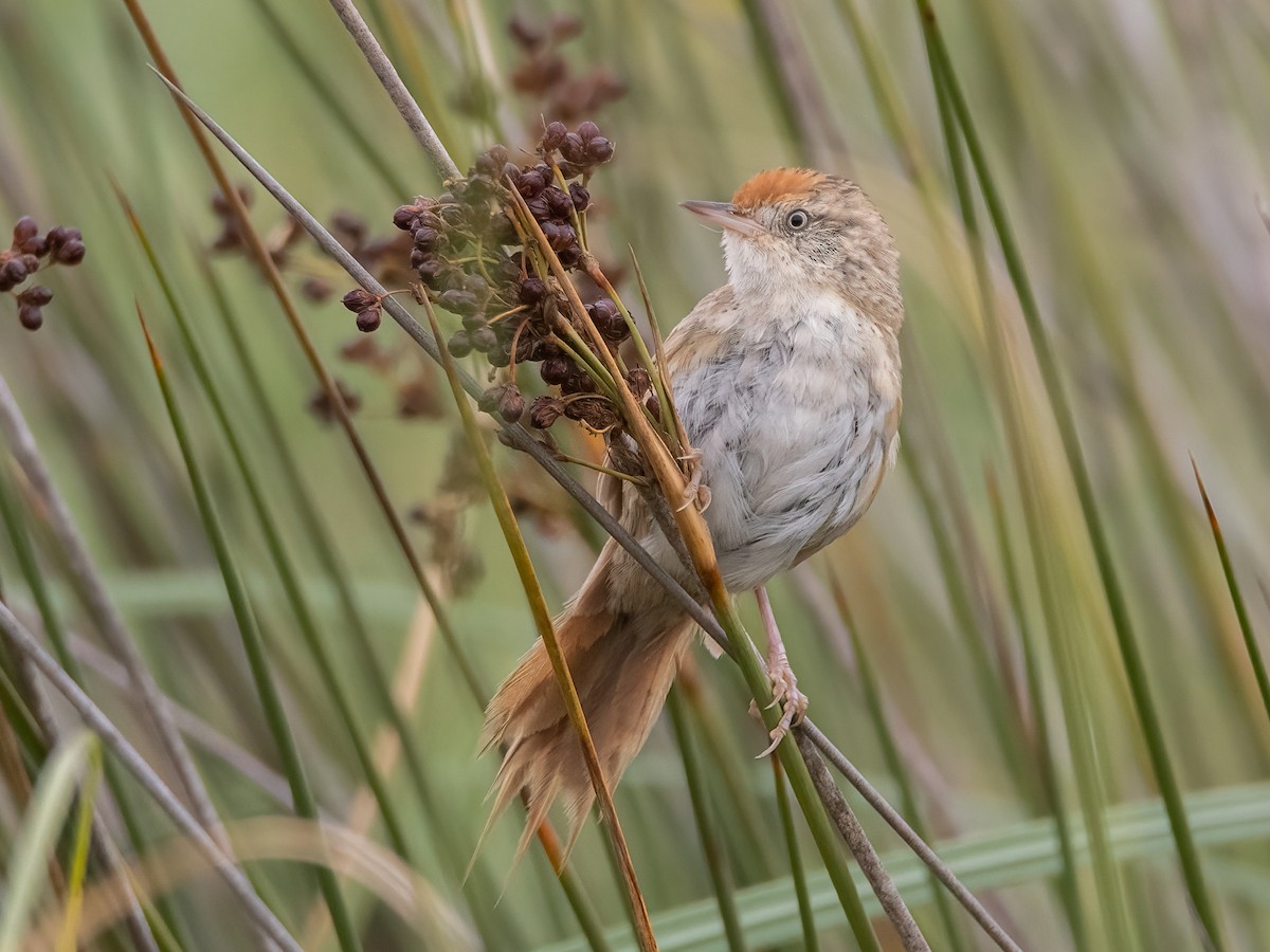 Bay-capped Wren-Spinetail - Spartonoica maluroides - Birds of the World