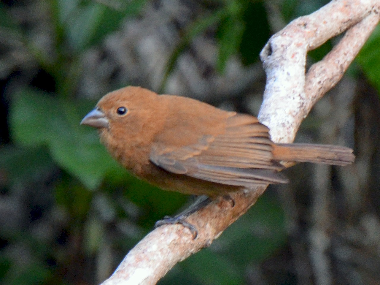 Blue Bunting - eBird
