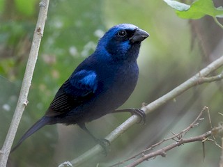 Blue Bunting - eBird