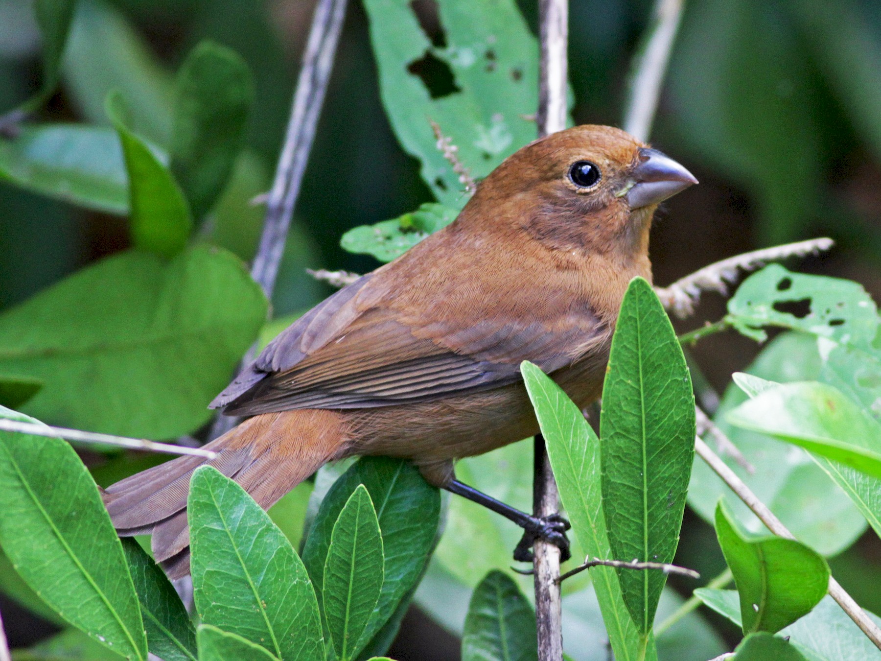 American Bunting Bird