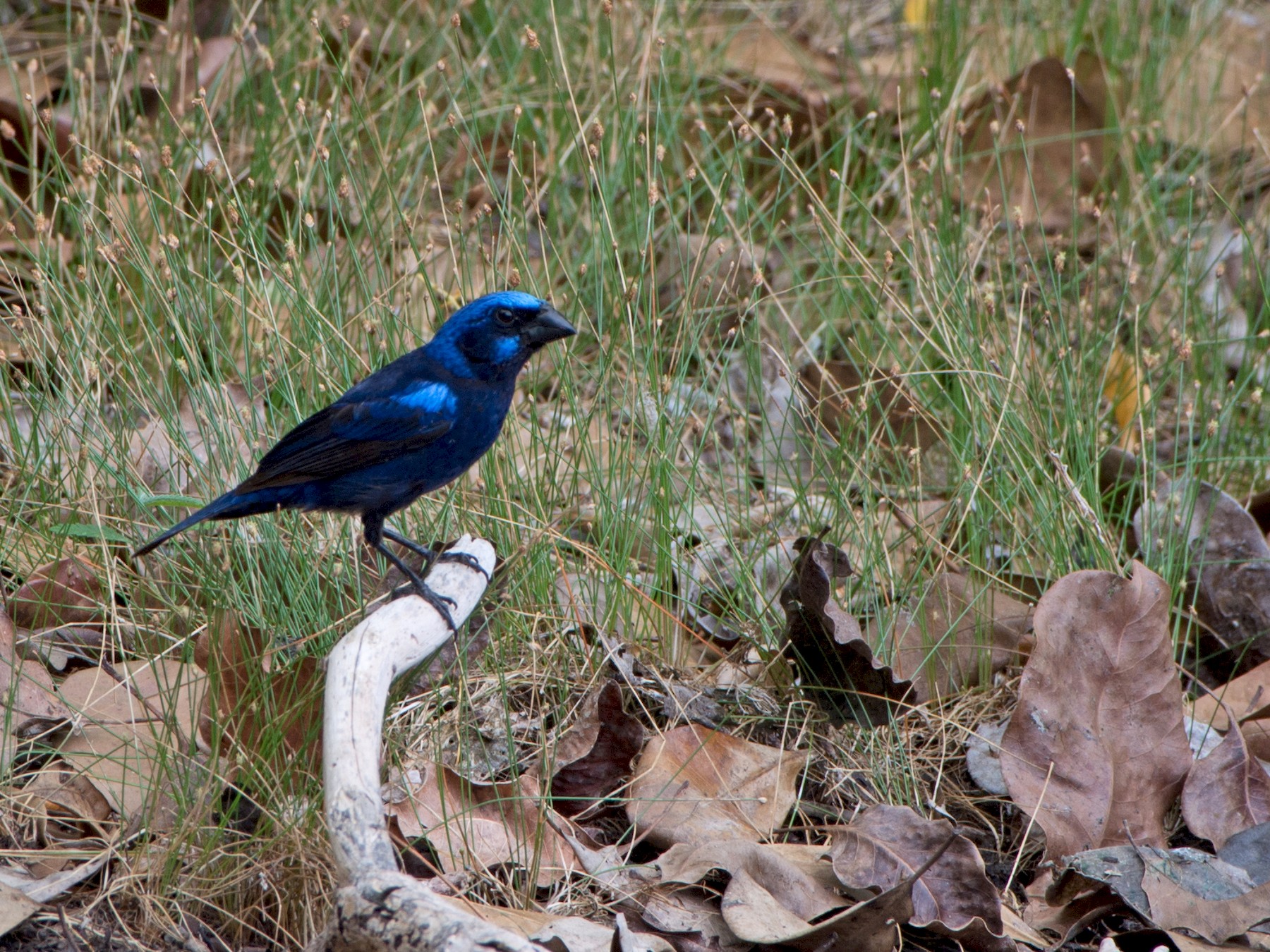 Blue Bunting - eBird