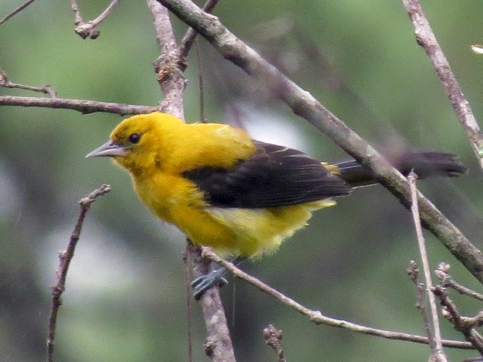 Yellow-backed Oriole - eBird