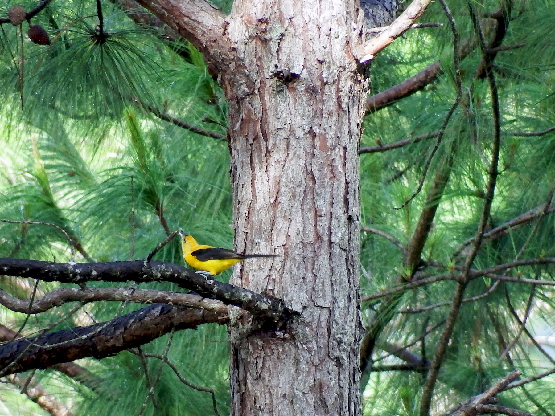 Yellow-backed Oriole - eBird