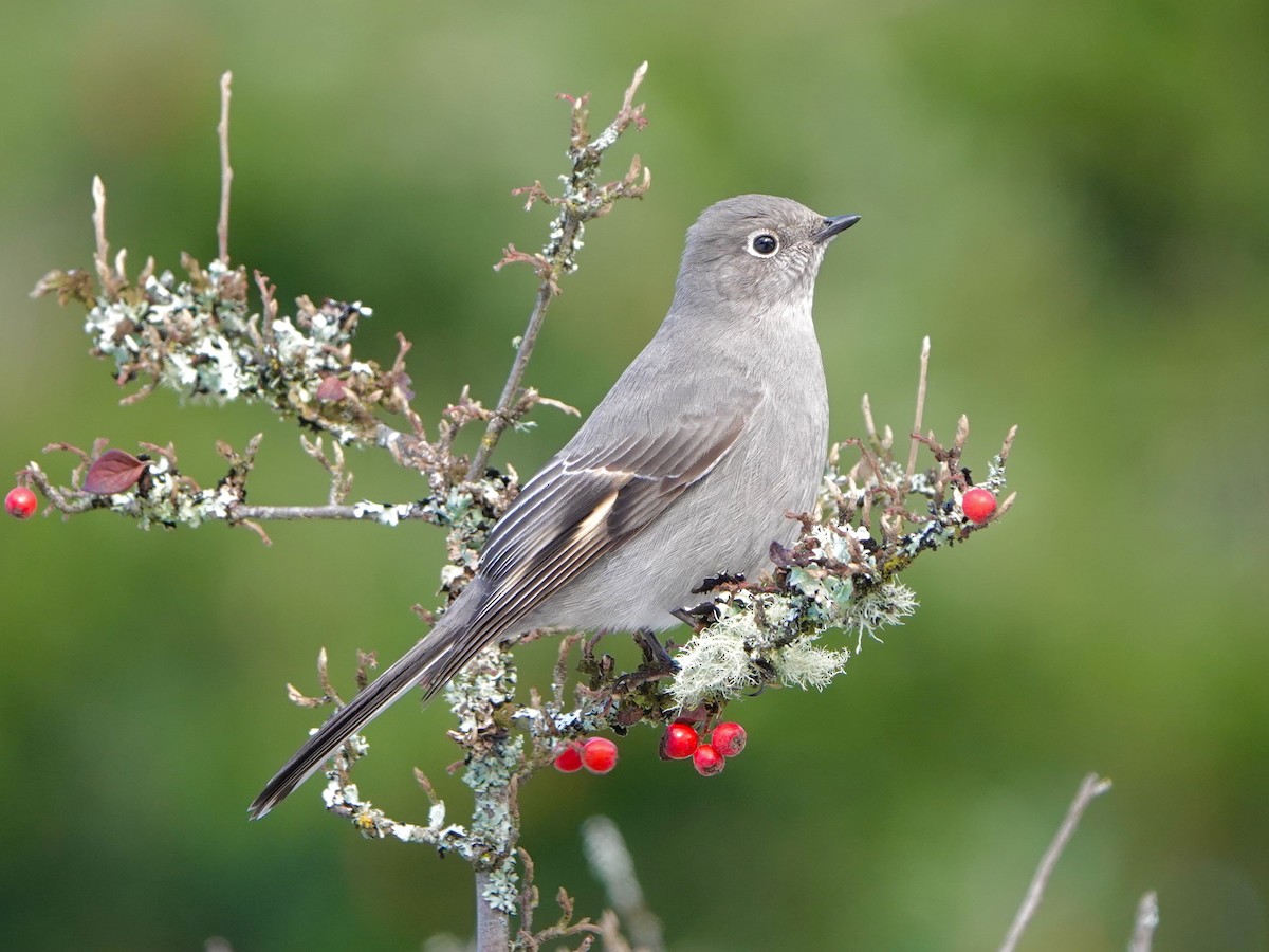 Townsend's Solitaire - Myadestes townsendi - Birds of the World