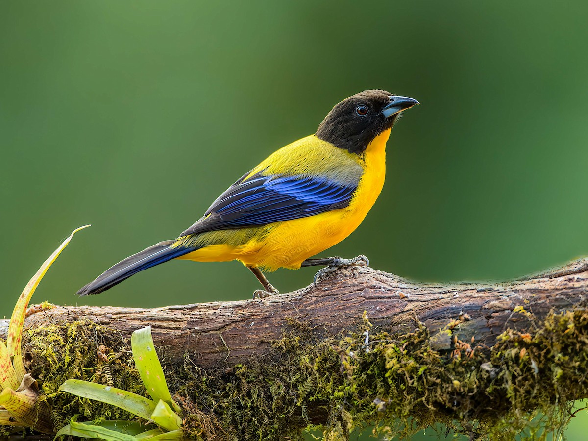 Black-chinned Mountain Tanager - Anisognathus notabilis - Birds of the ...