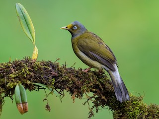 Gray-headed Bulbul - Microtarsus priocephalus - Birds of the World