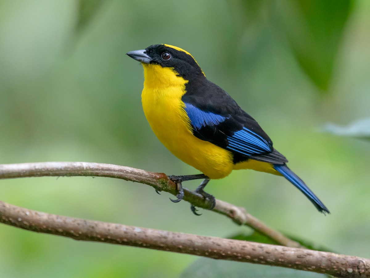 Blue-winged Mountain Tanager - Anisognathus somptuosus - Birds of the World