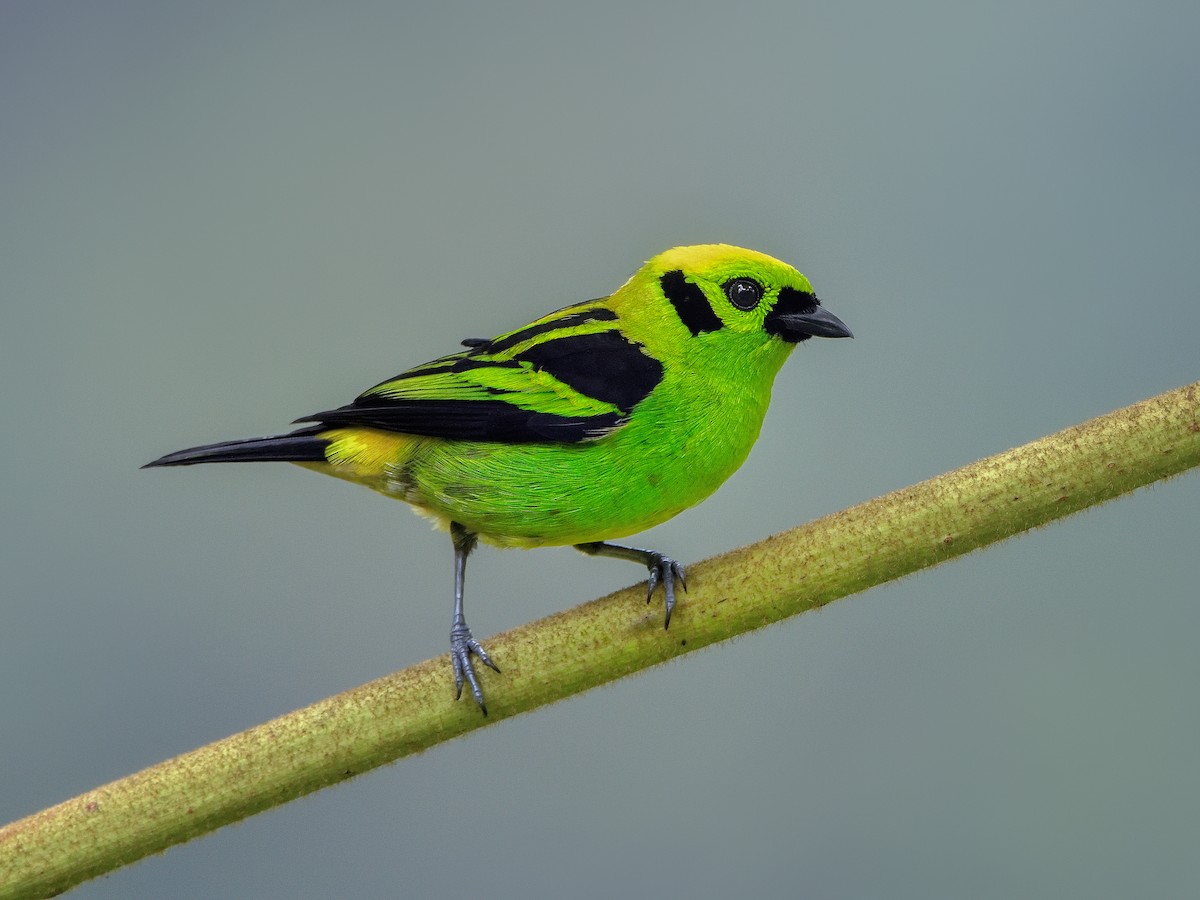 Emerald Tanager - Tangara florida - Birds of the World