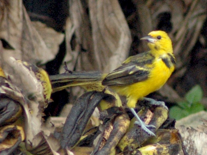Yellow-tailed Oriole - eBird