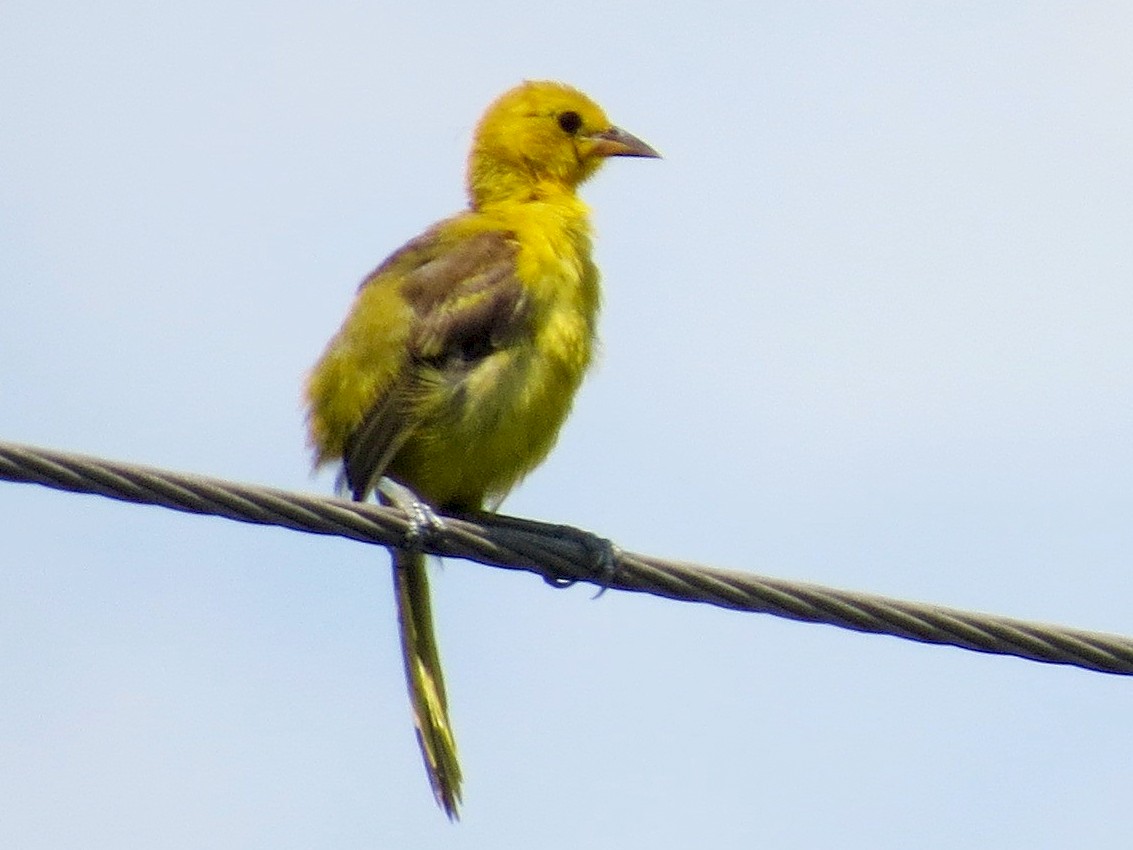 Yellow-tailed Oriole - eBird