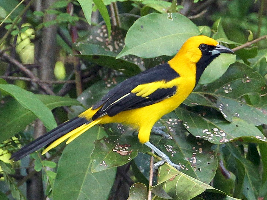 Yellow-tailed Oriole - eBird