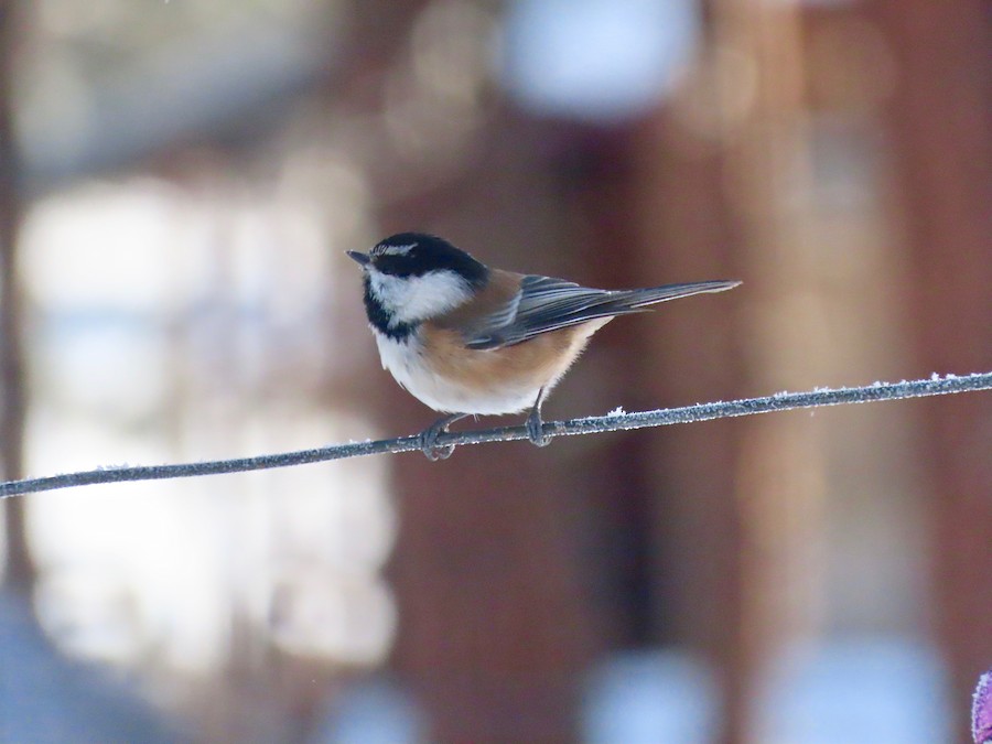 Mountain x Chestnut-backed Chickadee (hybrid) - eBird