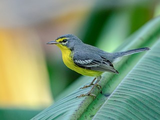 Adelaide's Warbler - Setophaga adelaidae - Birds of the World