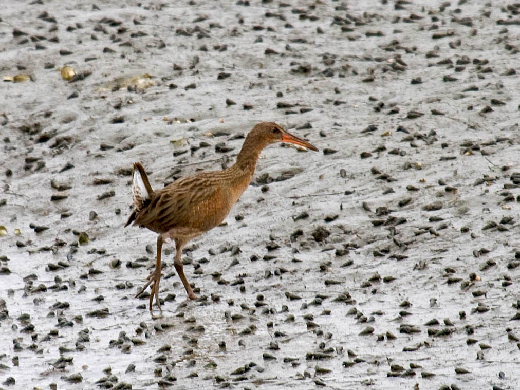 Ridgway's Rail - eBird