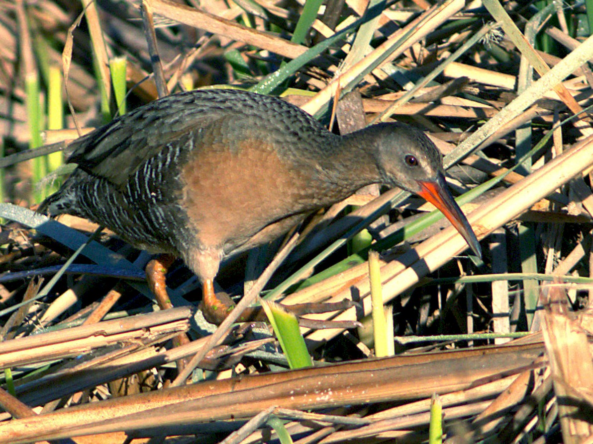 Ridgway's Rail - eBird