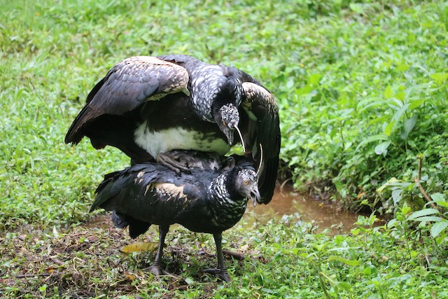 Photos - Horned Screamer - Anhima cornuta - Birds of the World
