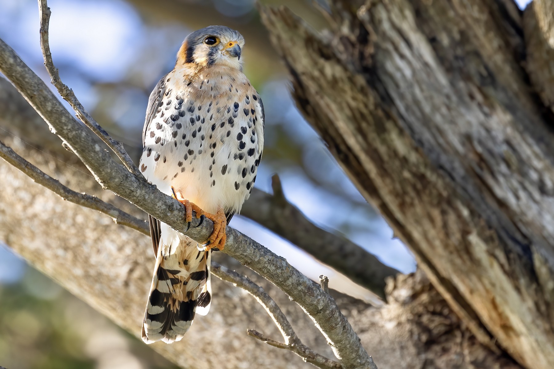 Falcón Común (caribaearum) - eBird