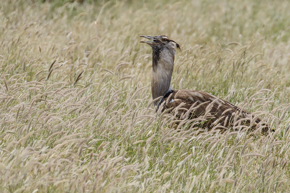 eBird Checklist - 15 Jan 2022 - Kws Tsavo National Park - East Bachuma ...