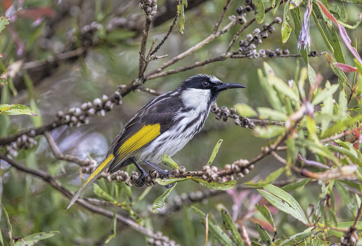 eBird Checklist - 1 Feb 2022 - Julatten - 27 species