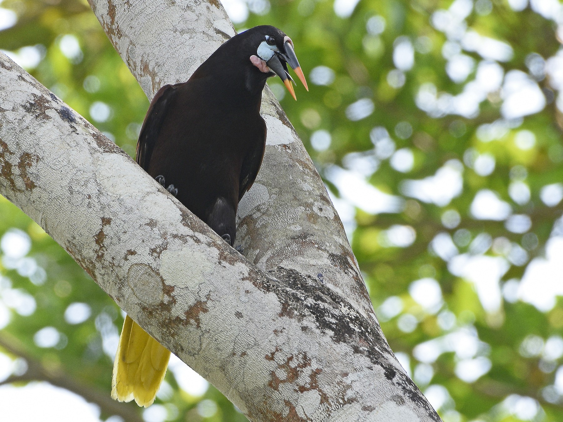 Montezuma Oropendola - eBird