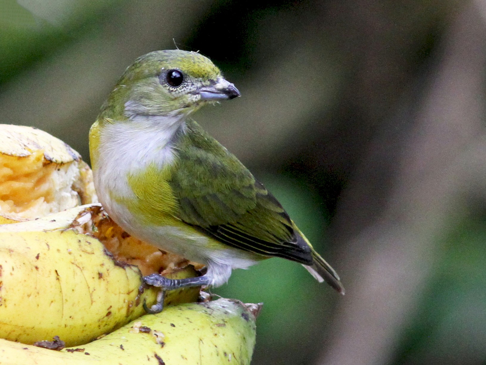 Yellow-throated Euphonia - eBird