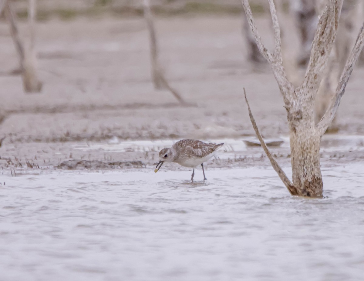 eBird Checklist - 22 Jan 2022 - Presa Don Martín en lancha, hacía el ...