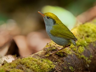 Slaty-bellied Tesia - Tesia olivea - Birds of the World