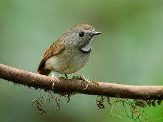 White-gorgeted Flycatcher - Anthipes monileger - Birds of the World